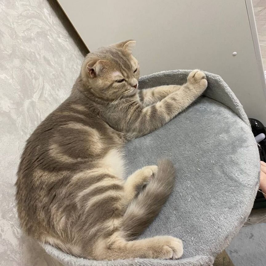 Вязка с шотландским вислоухим котом