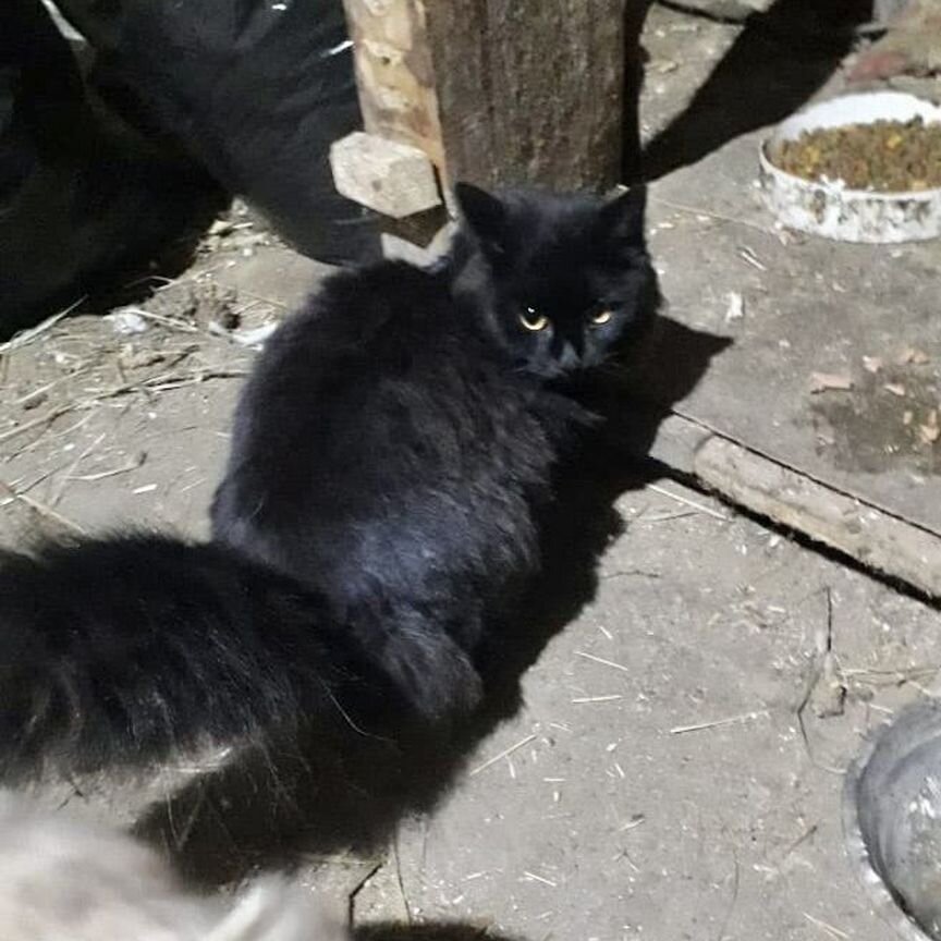 Кошка живет в холодной сарайке