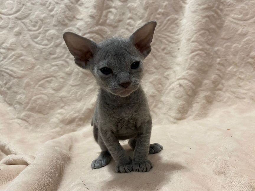 Канадский сфинкс котята