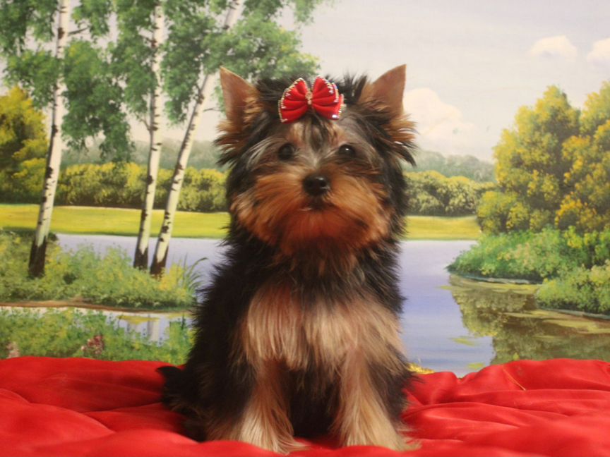 Очей Очарование