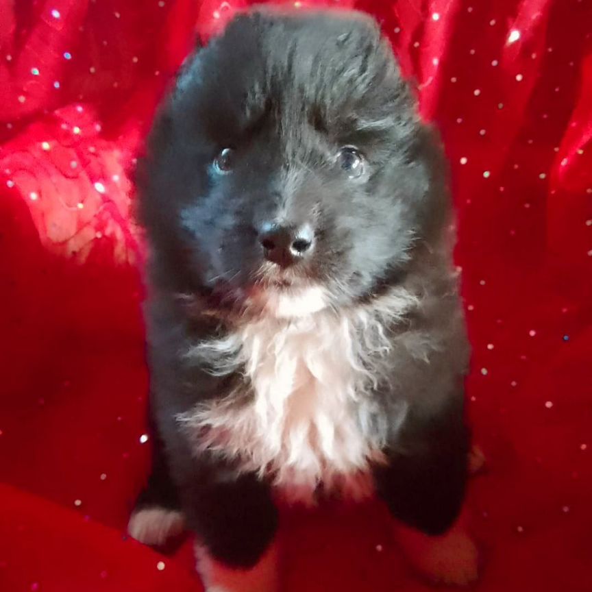 Щенок в добрые руки бесплатно