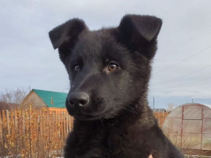 Щенок немецкой овчарки