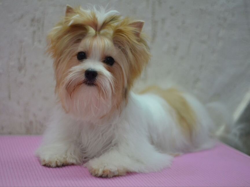 Мальчик цветного йорка