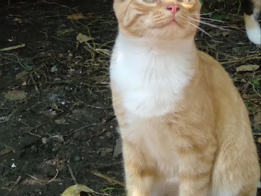 Котик