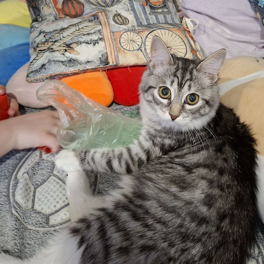 Сибирский котёнок