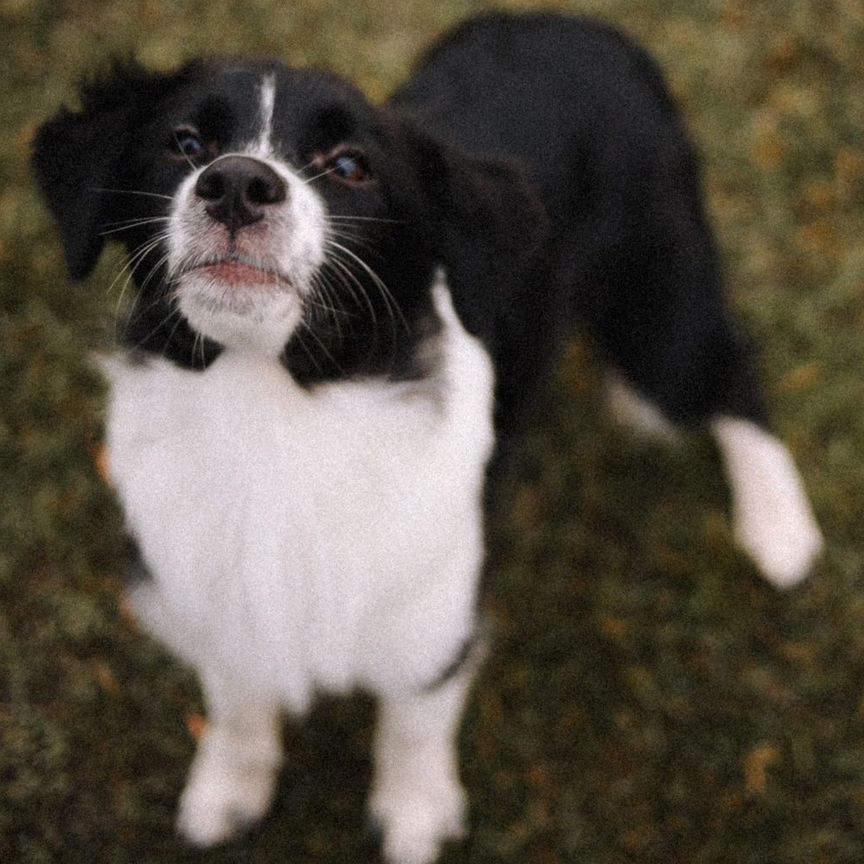 Австралийская овчарка, щенок