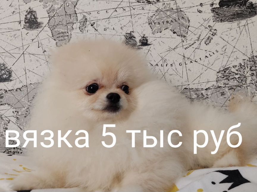 Вязка Кобель 2 года померанский шпиц