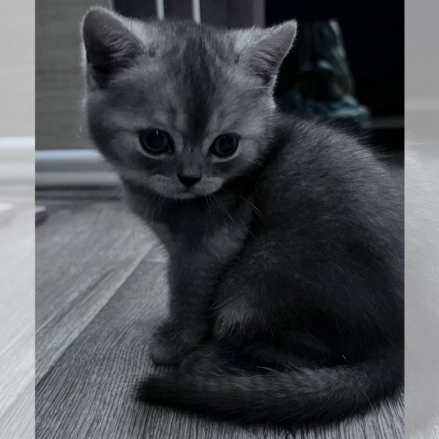 Шотландский прямоухий короткошёрстный котёнок