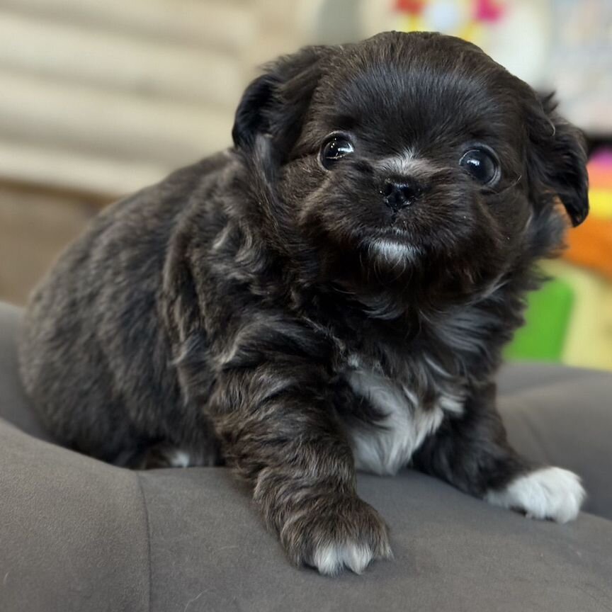 Чихуахуа, щенок