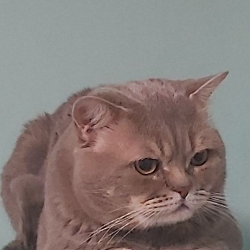 Кот породы Шотландец, в добрые руки