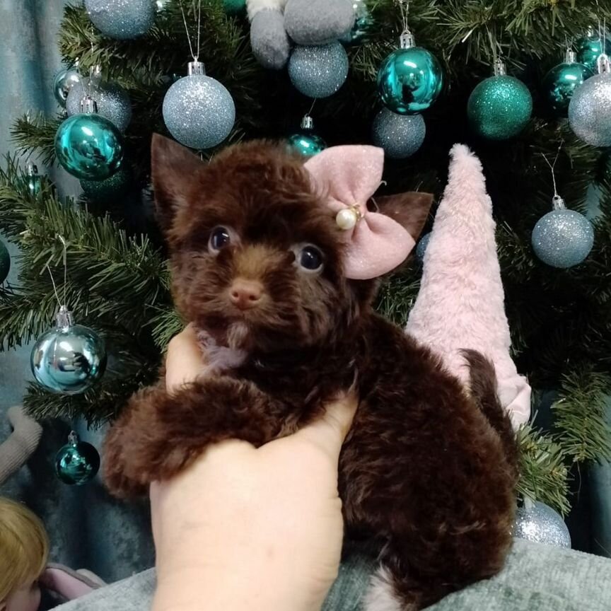 Йоркширский терьер, щенок