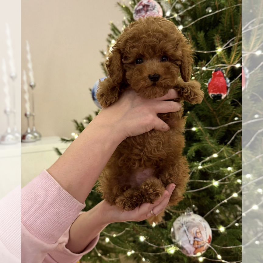 Той-пудель, щенок