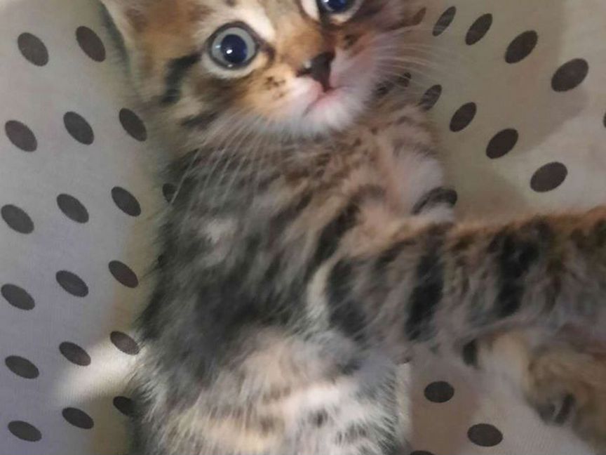 Котята в добрые руки бесплатно