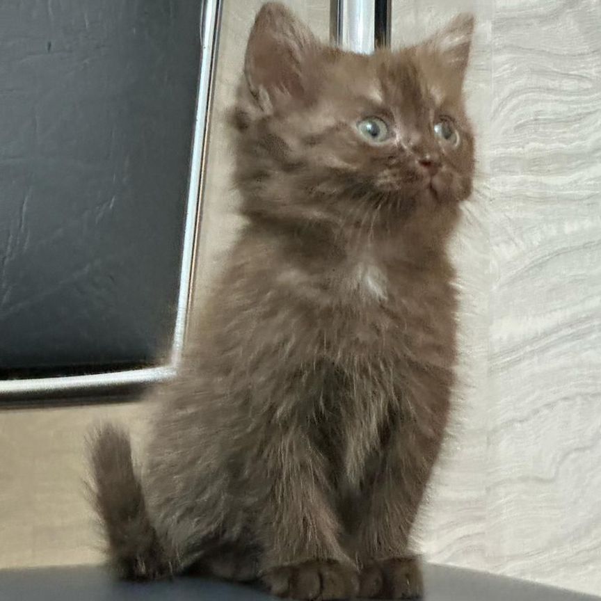 Котенок девочка эксклюзивный окрас