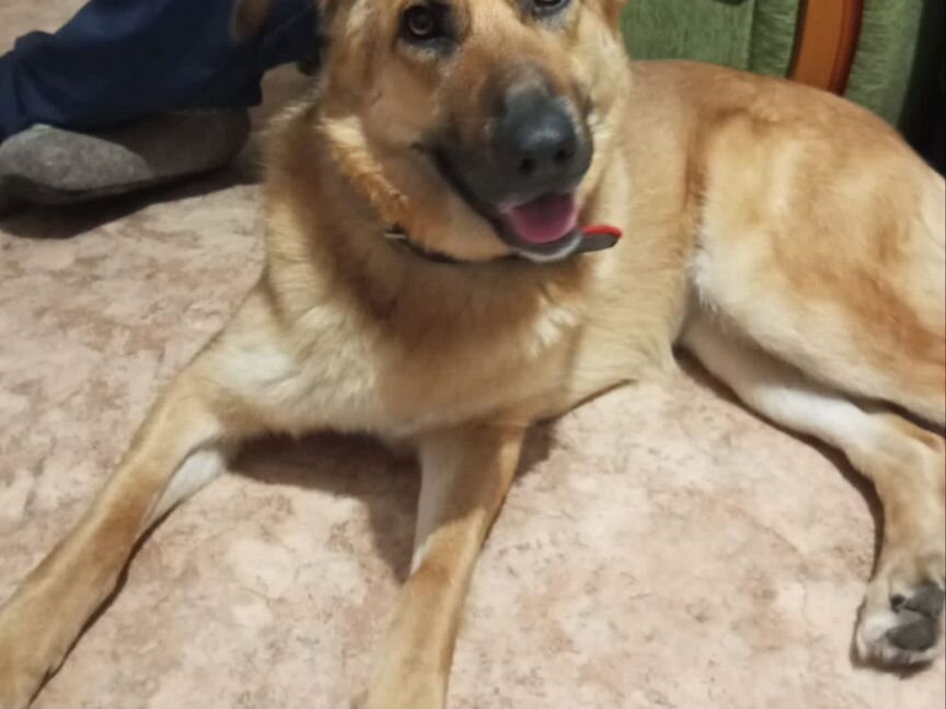 Собака в добрые руки бесплатно