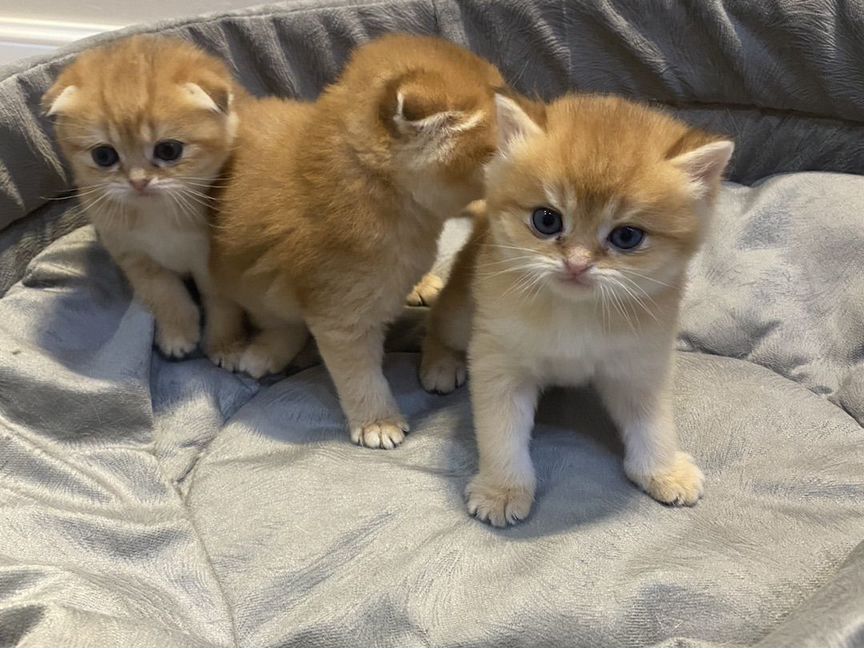 Шотландские котята золотые шиншиллы