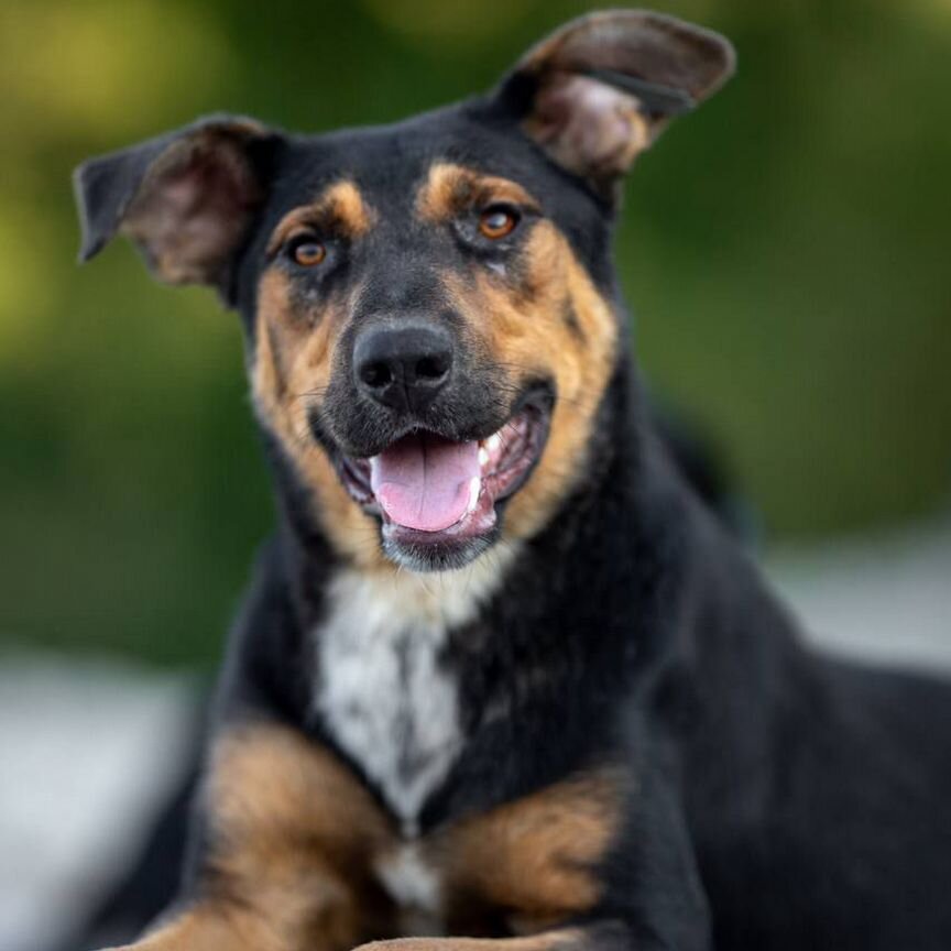 Мальчик Тай ищет дом