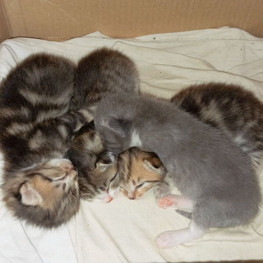 Котята
