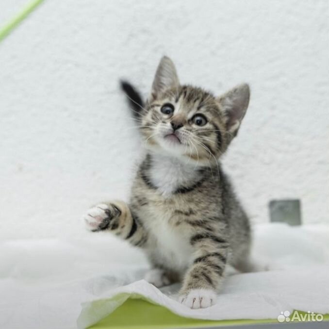 Очень ласковый котенок девочка 1,5 месяца