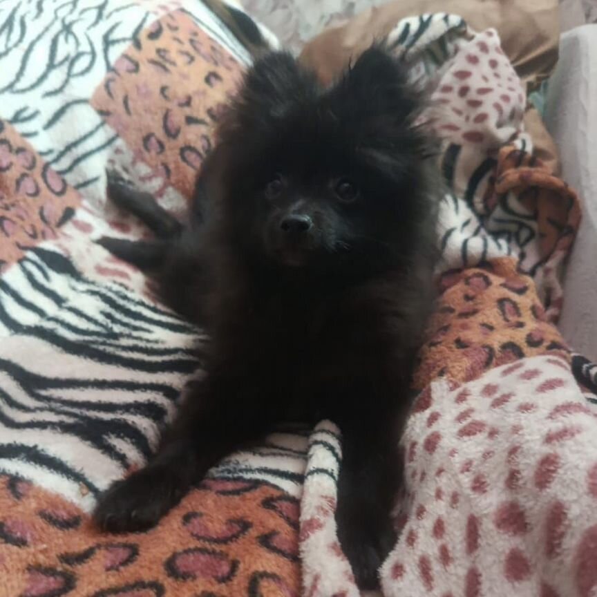 Померанский шпиц, щенок