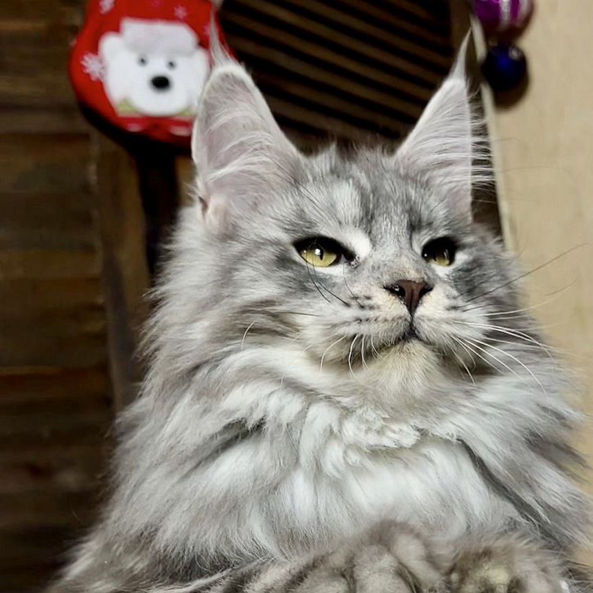 Роскошная Кош