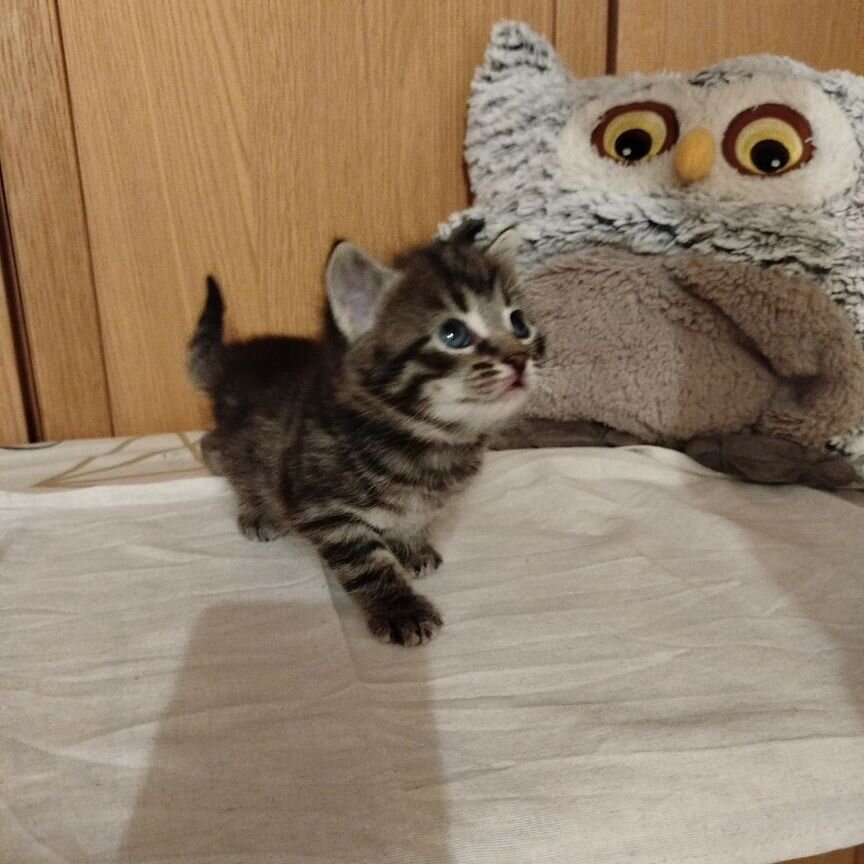 Котята (дворяне)