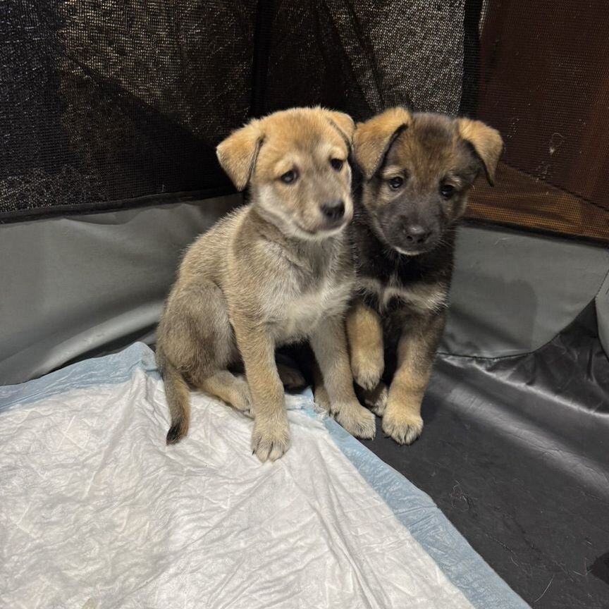 Отдам в добрые руки шенков