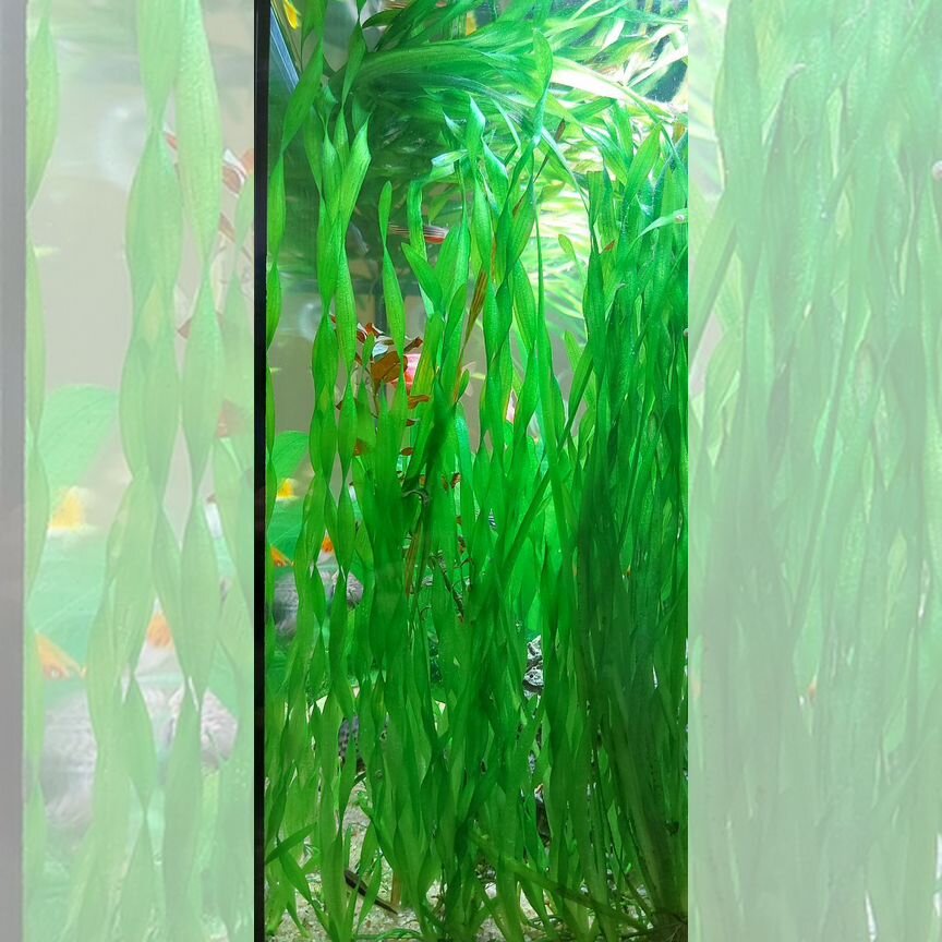 Валлиснерия спиральная