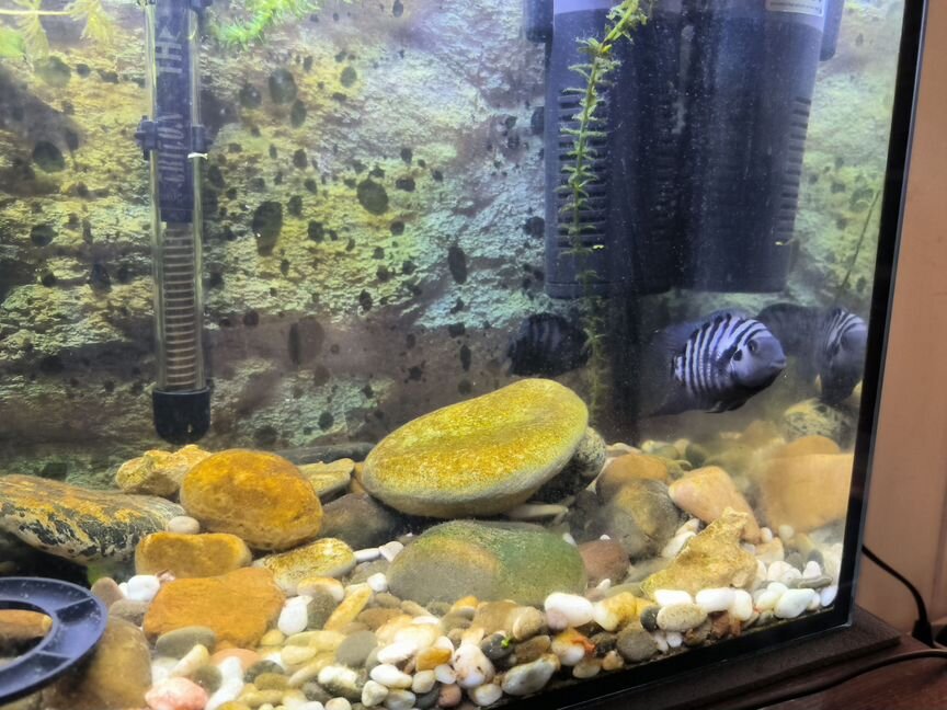 Голубая акара 15 см