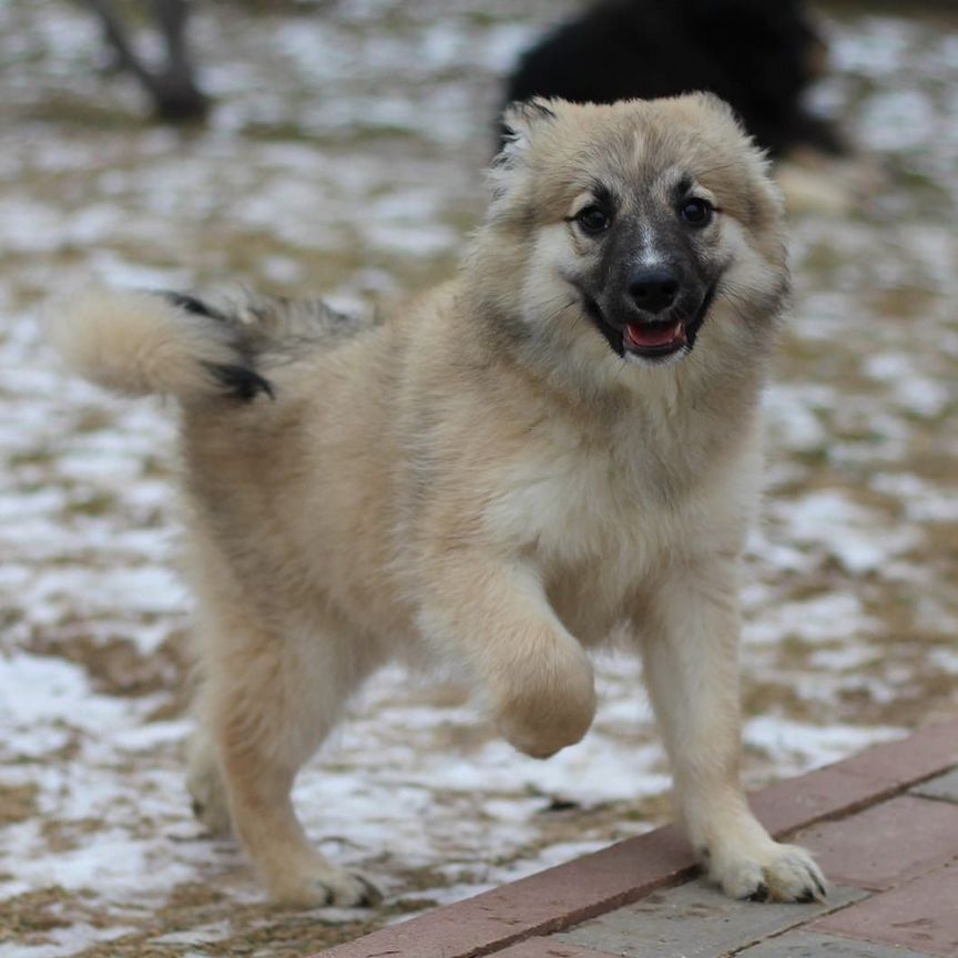 Щенок девочка Шелли 4 мес