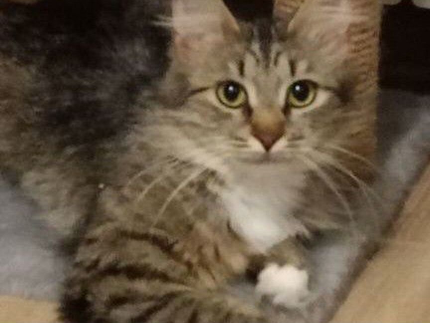 Кошка