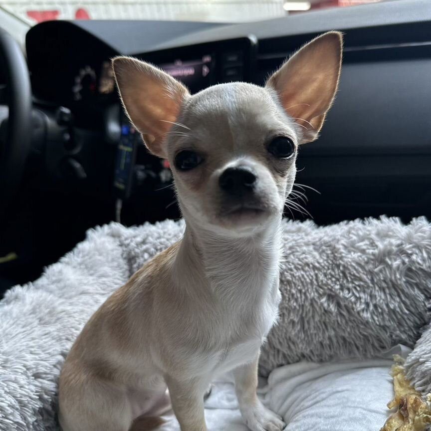 Случка собак чихуахуа