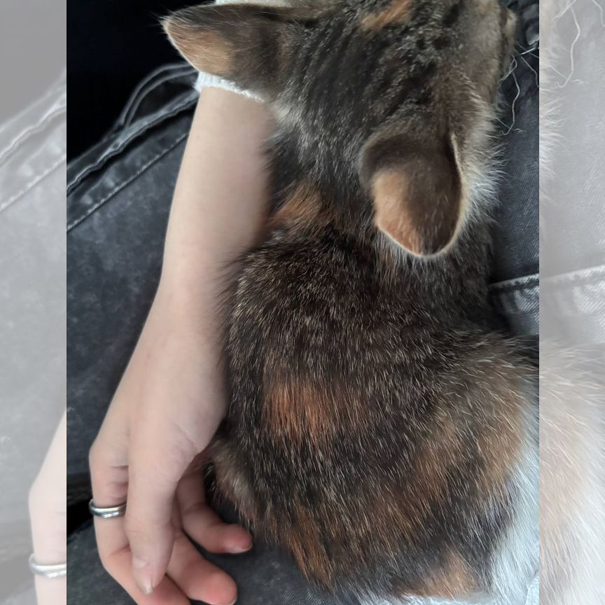 Кошечка очень нуждается в доме