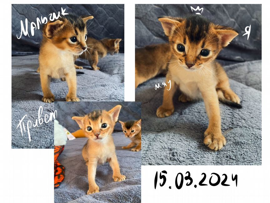 Абиссинские котята