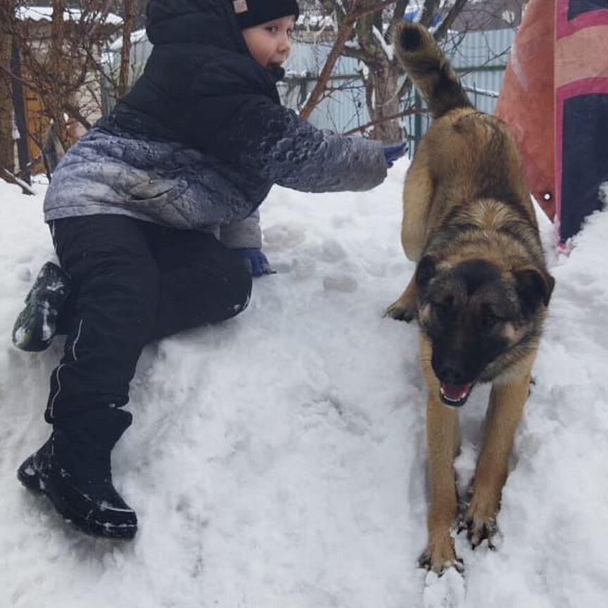 Немецкая овчарка, взрослая собака