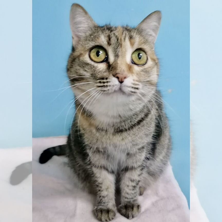 Бенгальская, взрослая кошка