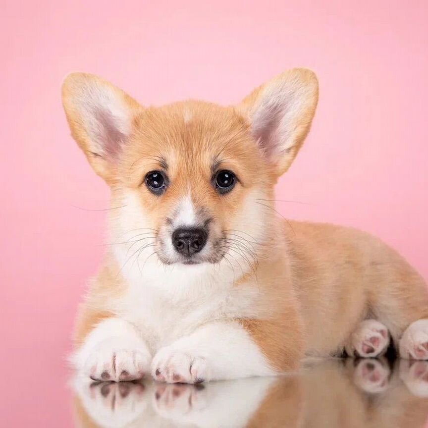Ласковая малышка корги