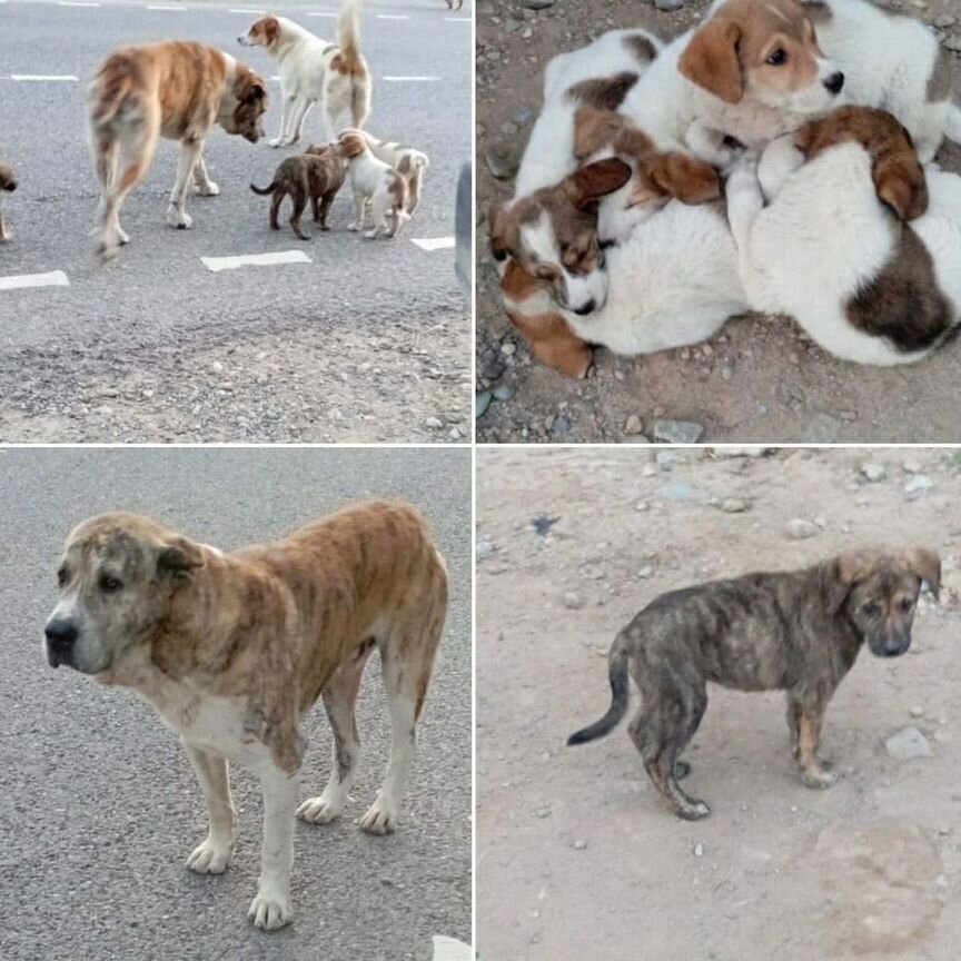 Пиренейская овчарка, щенок