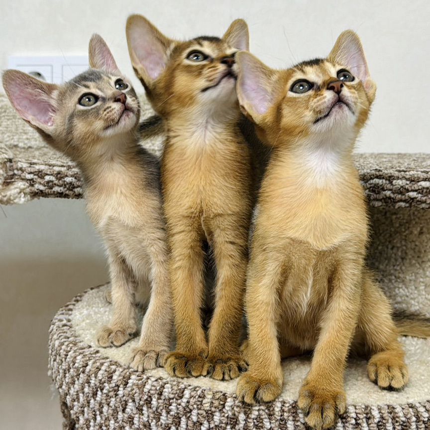 Абиссинский котёнок
