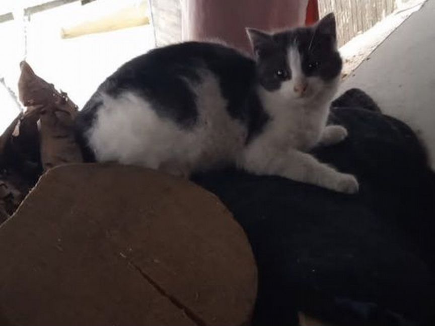 Котята в добрые руки