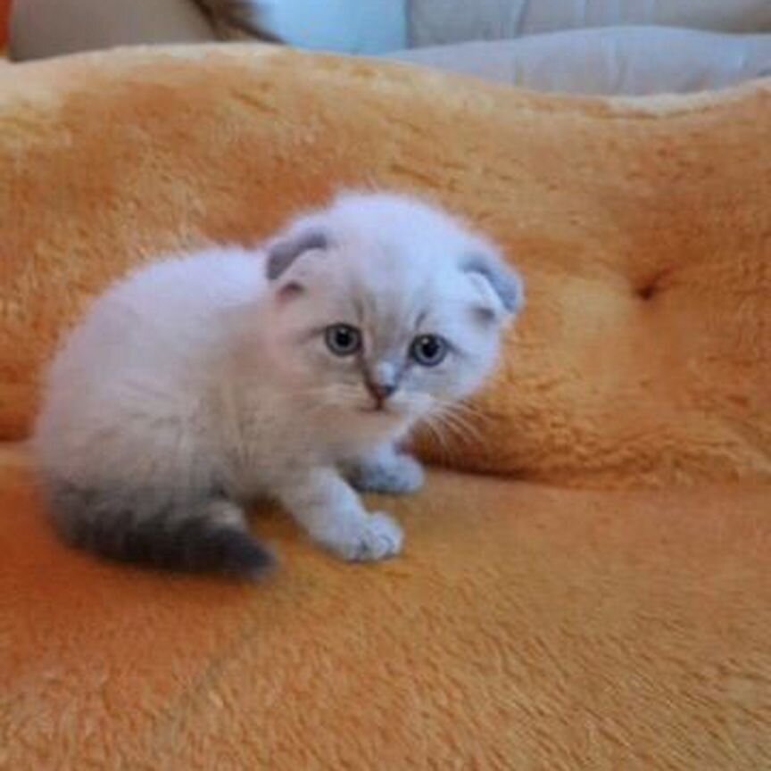 Шотландские вислоухие котята