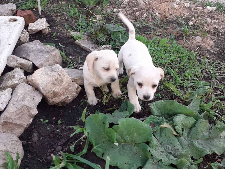 Щенки в добрые руки