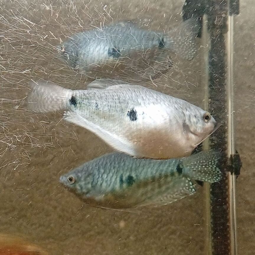 Гурами голубые