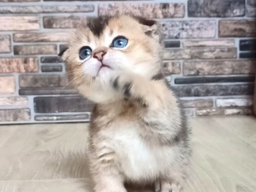 Коротколапая девочка