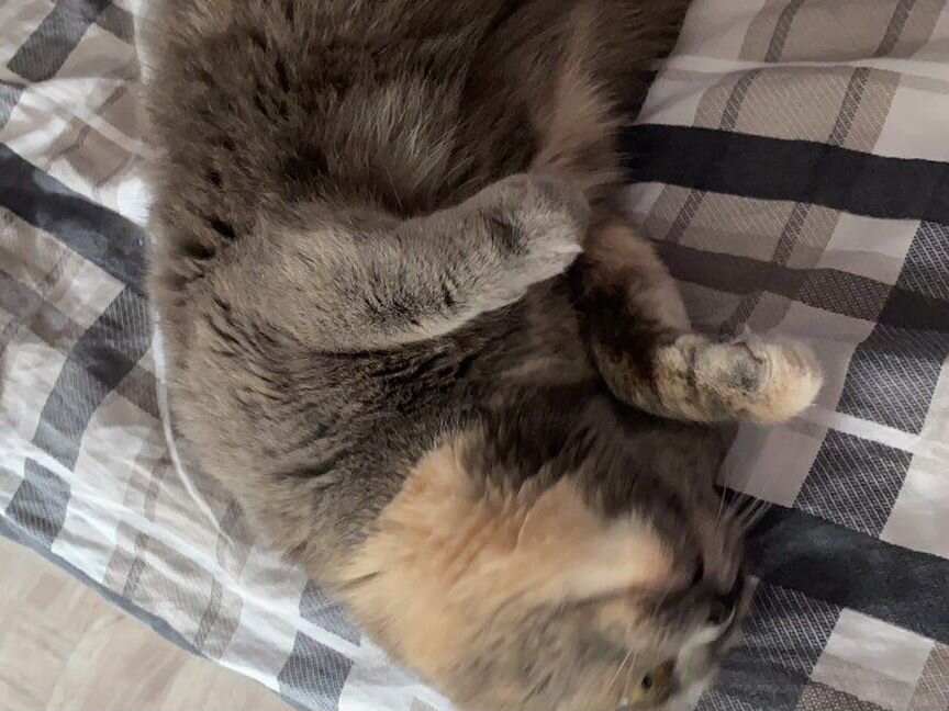 Отдам кошечку