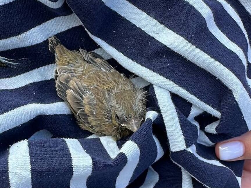 Птенец овсянки