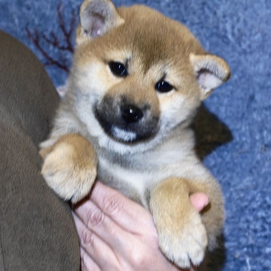 Сиба-ину, щенок