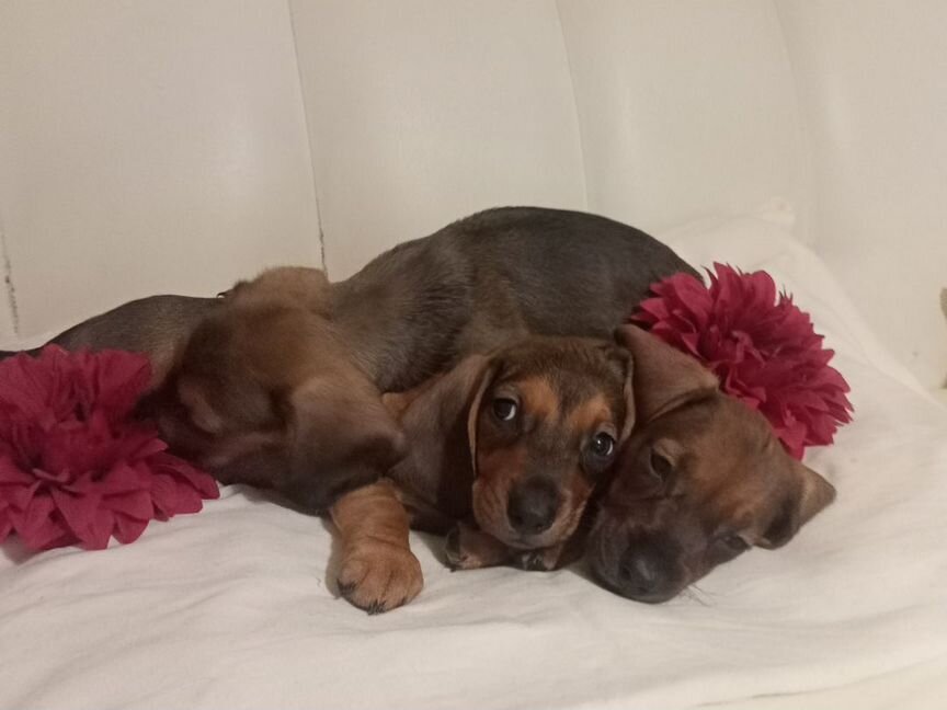 Щенки кроличьей таксы