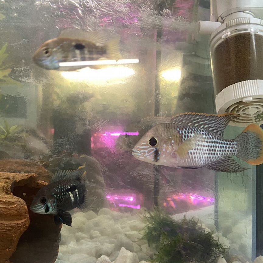 Рыбки в аквариум