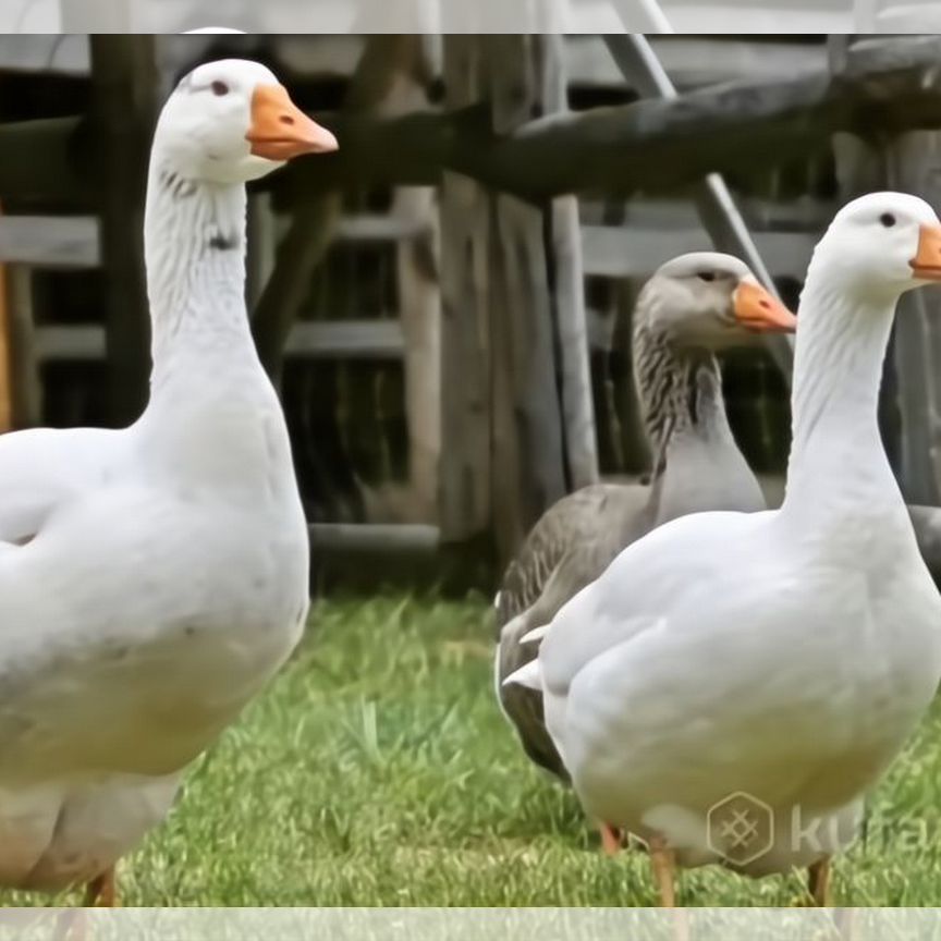 Гуси мясные